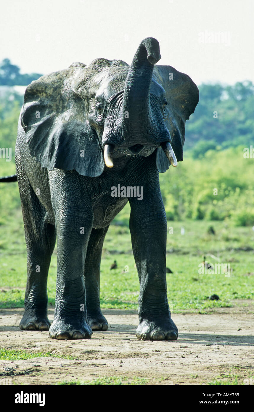 Elephant, Mole National Park, Ghana Stock Photo - Alamy