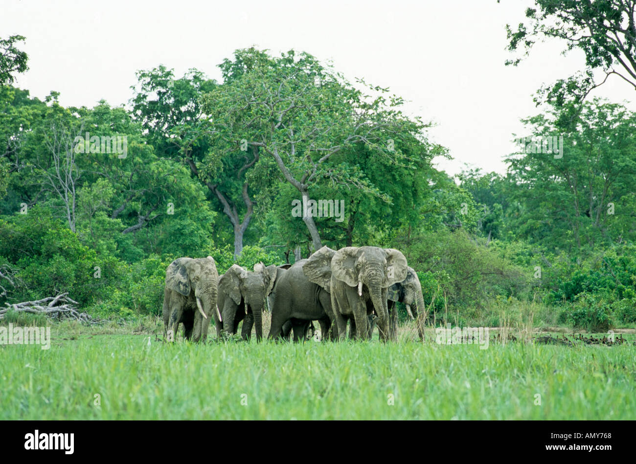 Elephant, Mole National Park, Ghana Stock Photo - Alamy