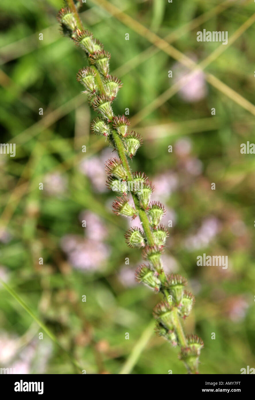 Agrimony, Agrimonia eupatoria, Rosaceae. Seedheads Stock Photo - Alamy