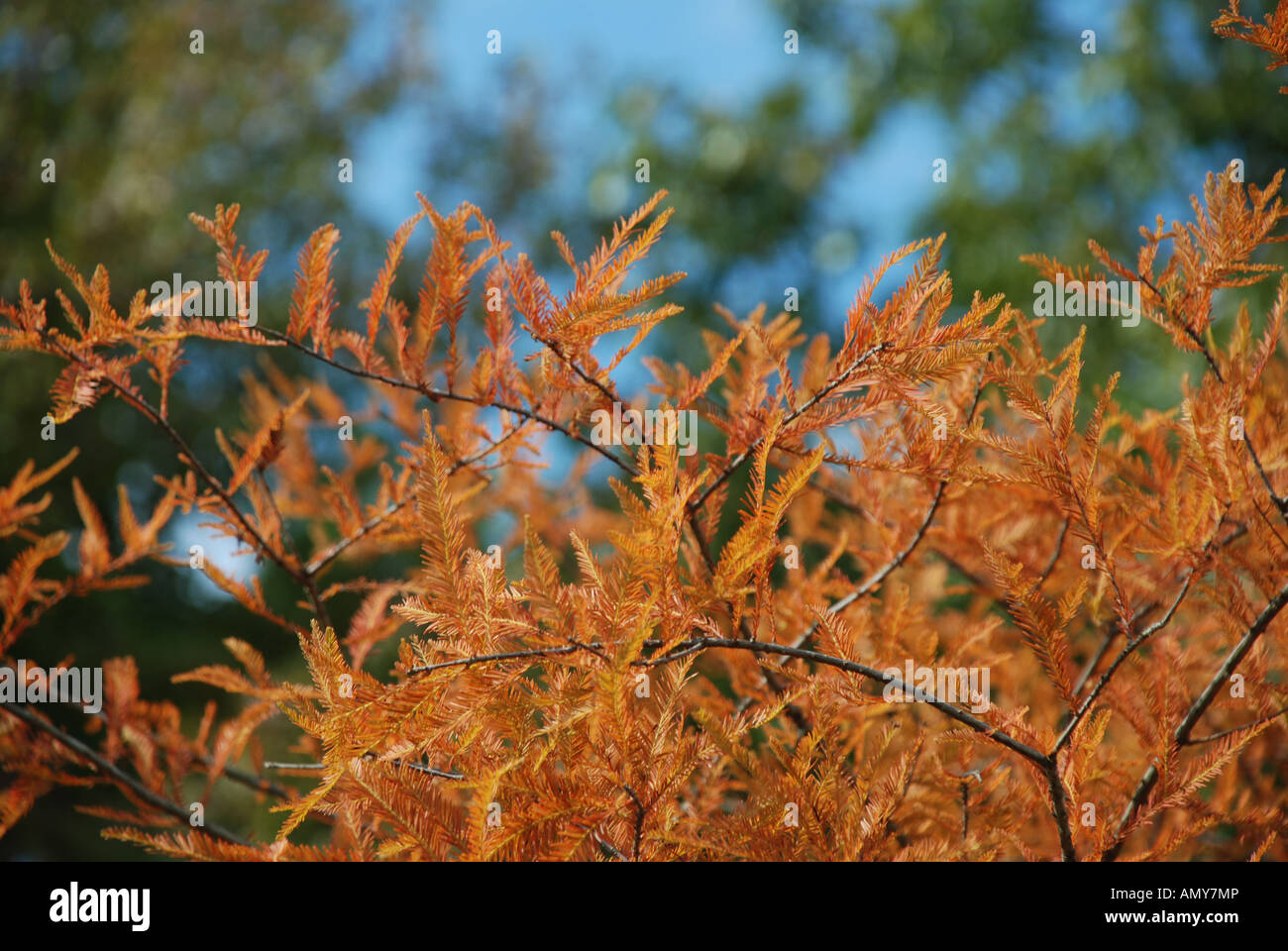 Tree in autumn Stock Photo - Alamy