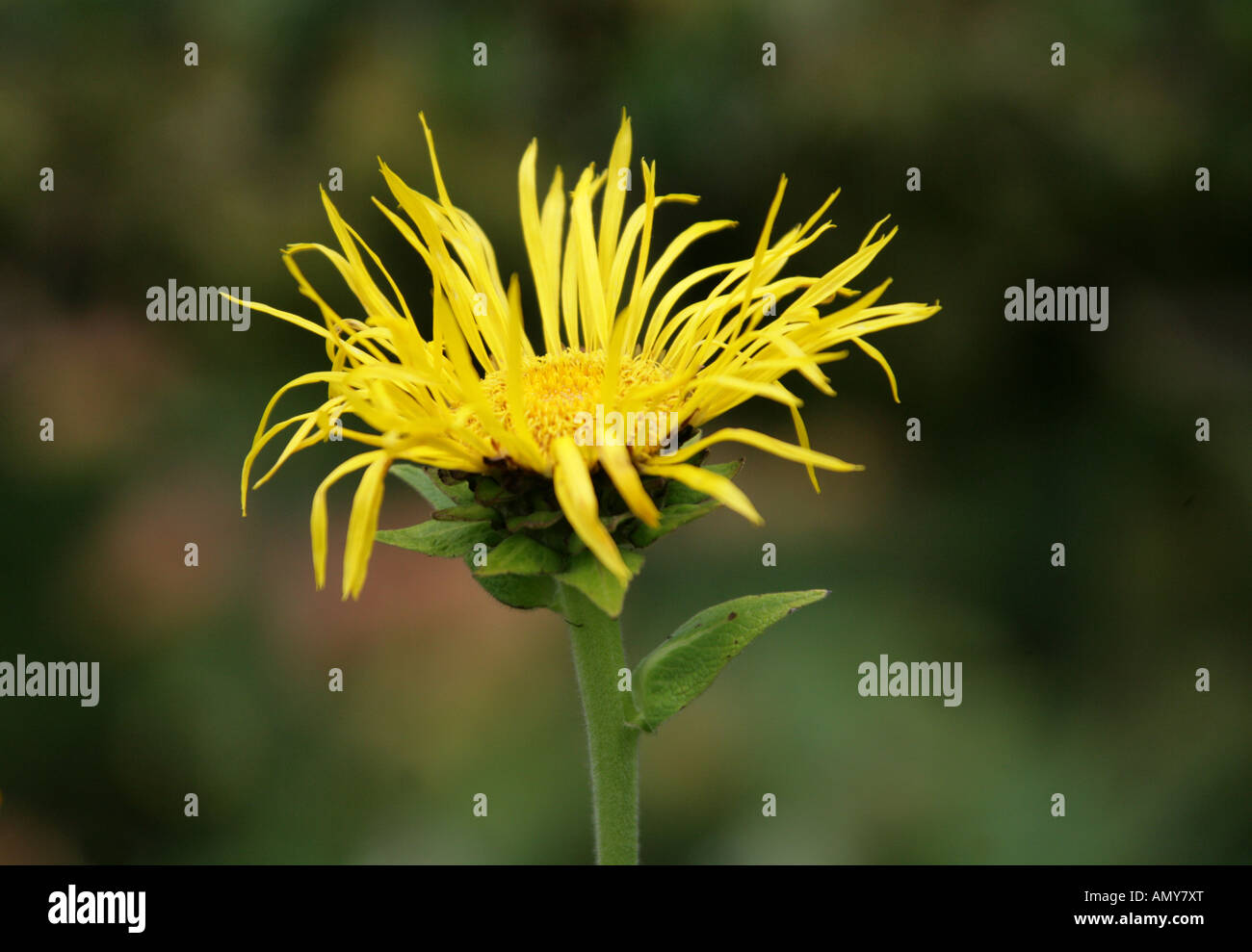 Elecampane, Inula helenium, Asteraceae Stock Photo - Alamy