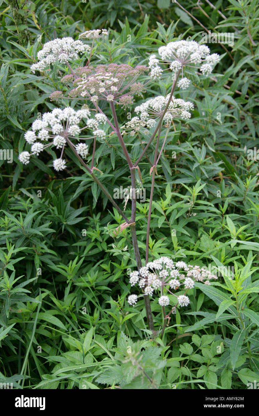 Ground Elder or Goutweed, Aegopodium podagraria, Apiaceae Stock Photo ...