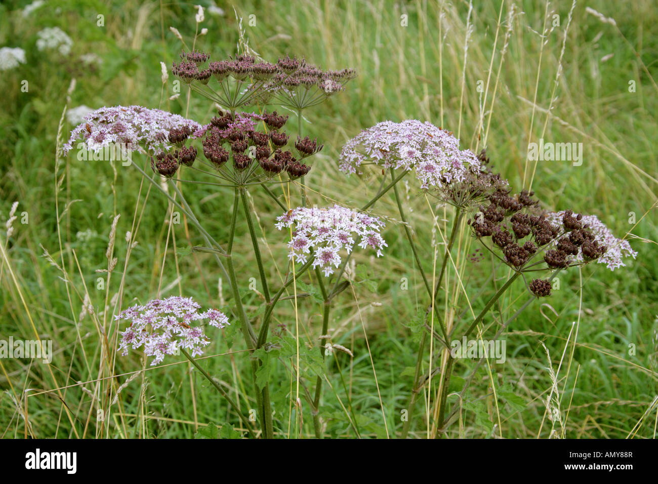 Hogweed, Heraculeum sphondylium, Apiaceae, Umbelliferae Stock Photo - Alamy