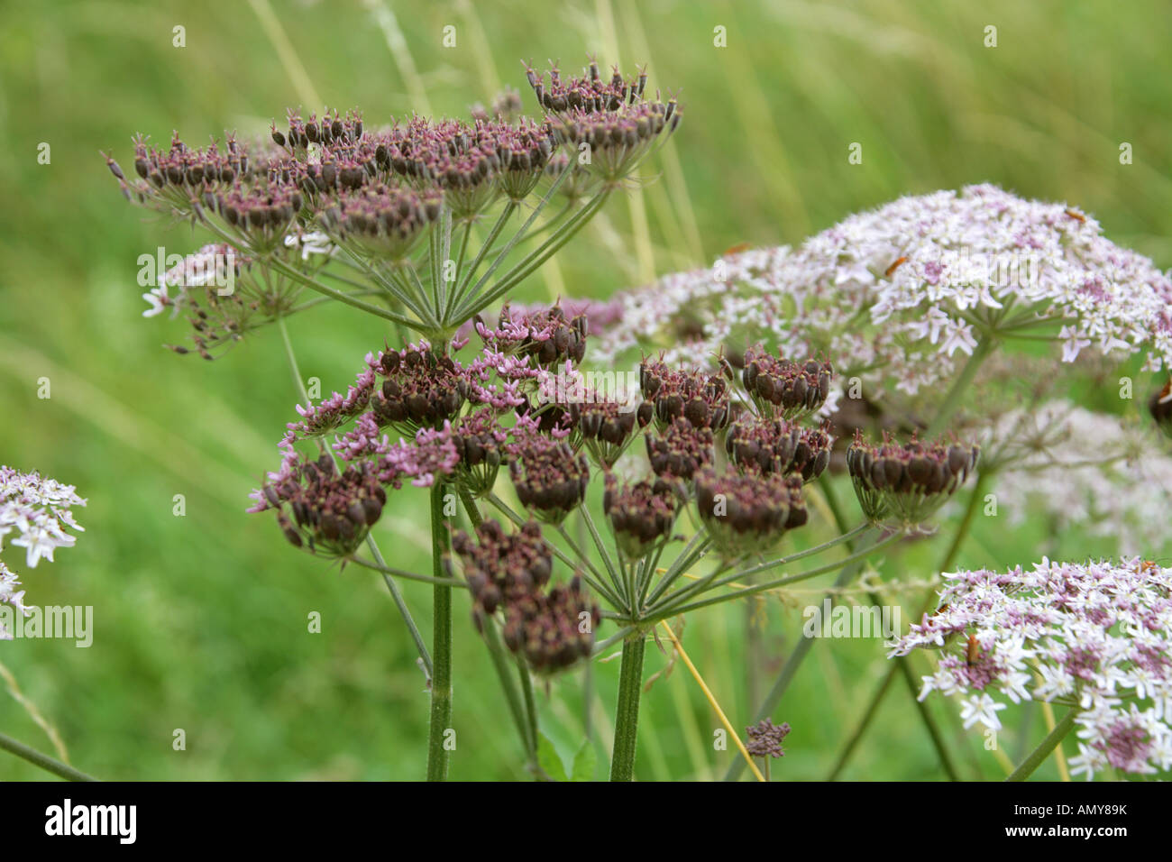 Hogweed, Heraculeum sphondylium, Apiaceae, Umbelliferae Stock Photo - Alamy