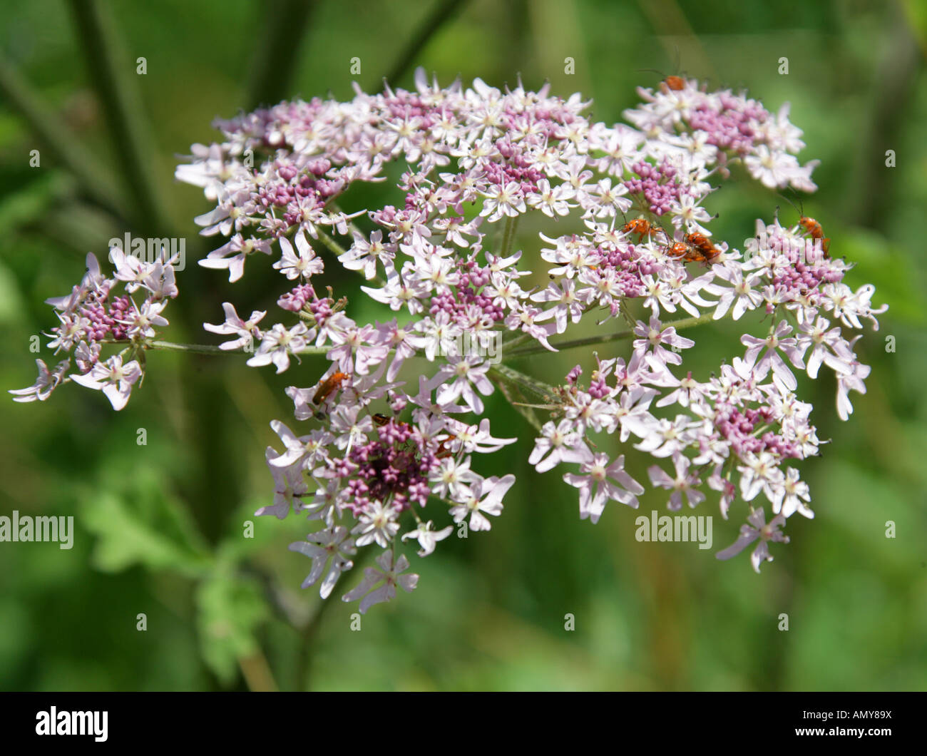 Hogweed, Heraculeum sphondylium, Apiaceae, Umbelliferae Stock Photo - Alamy
