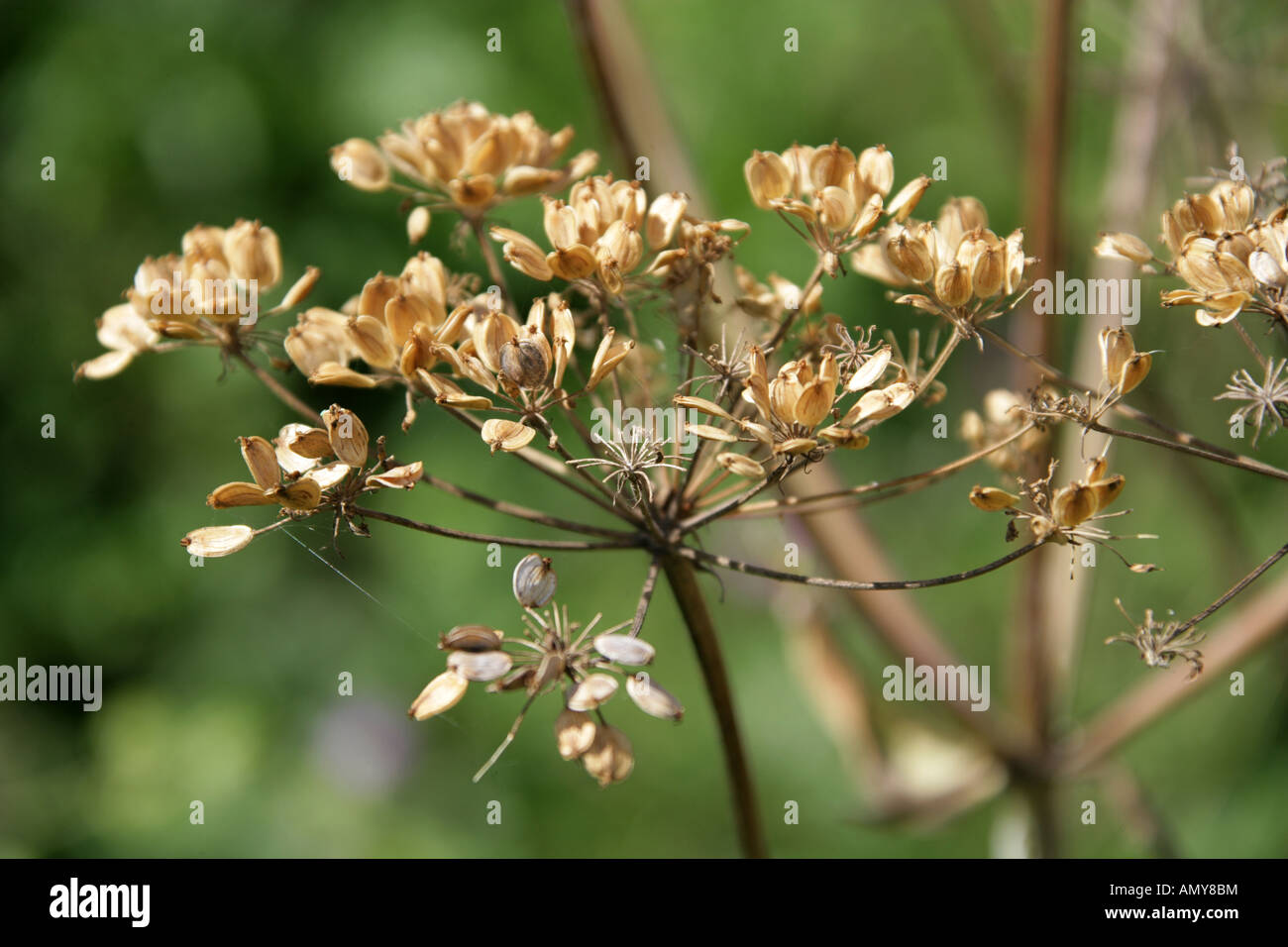 Hogweed, Heraculeum sphondylium, Apiaceae, Umbelliferae. Seedhead Stock ...