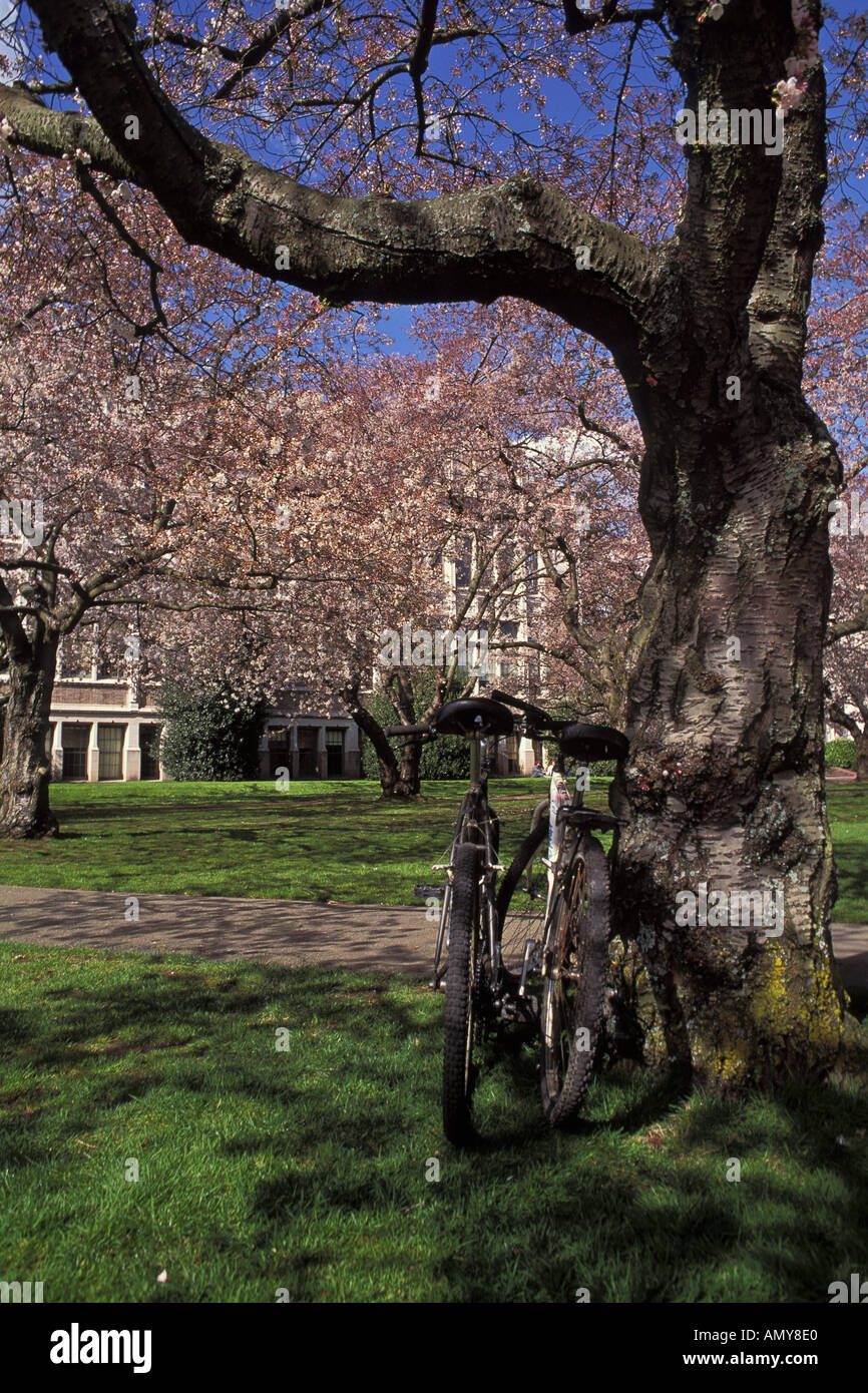 Two bicycles leaning against gnarled trunk of old cherry tree with ...