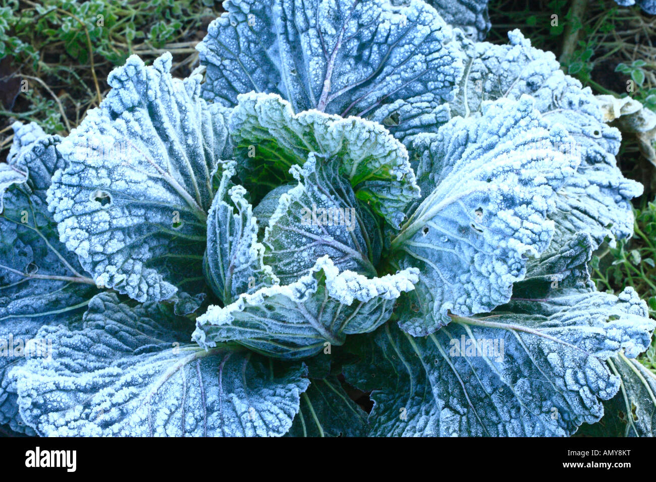 cabbage in the frost Stock Photo - Alamy