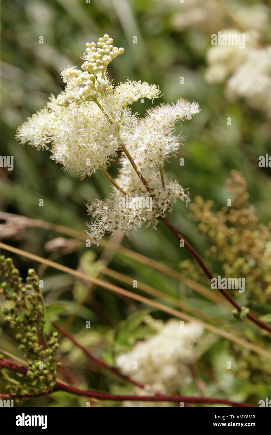 Meadowsweet, Filipendula ulmaria, Rosaceae Stock Photo - Alamy