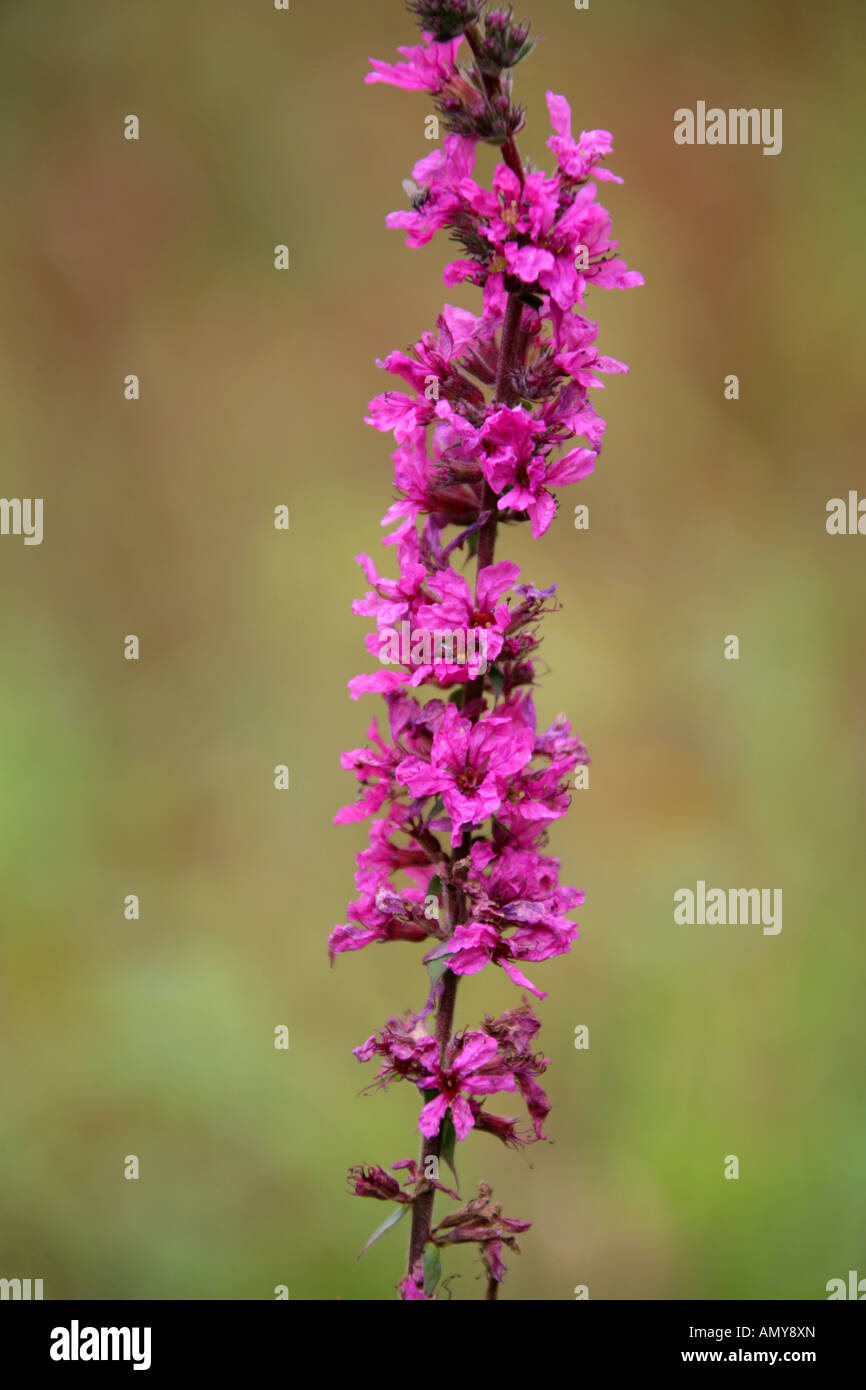 Purple Loosestrife, Lythrum salicaria, Lythraceae Stock Photo - Alamy