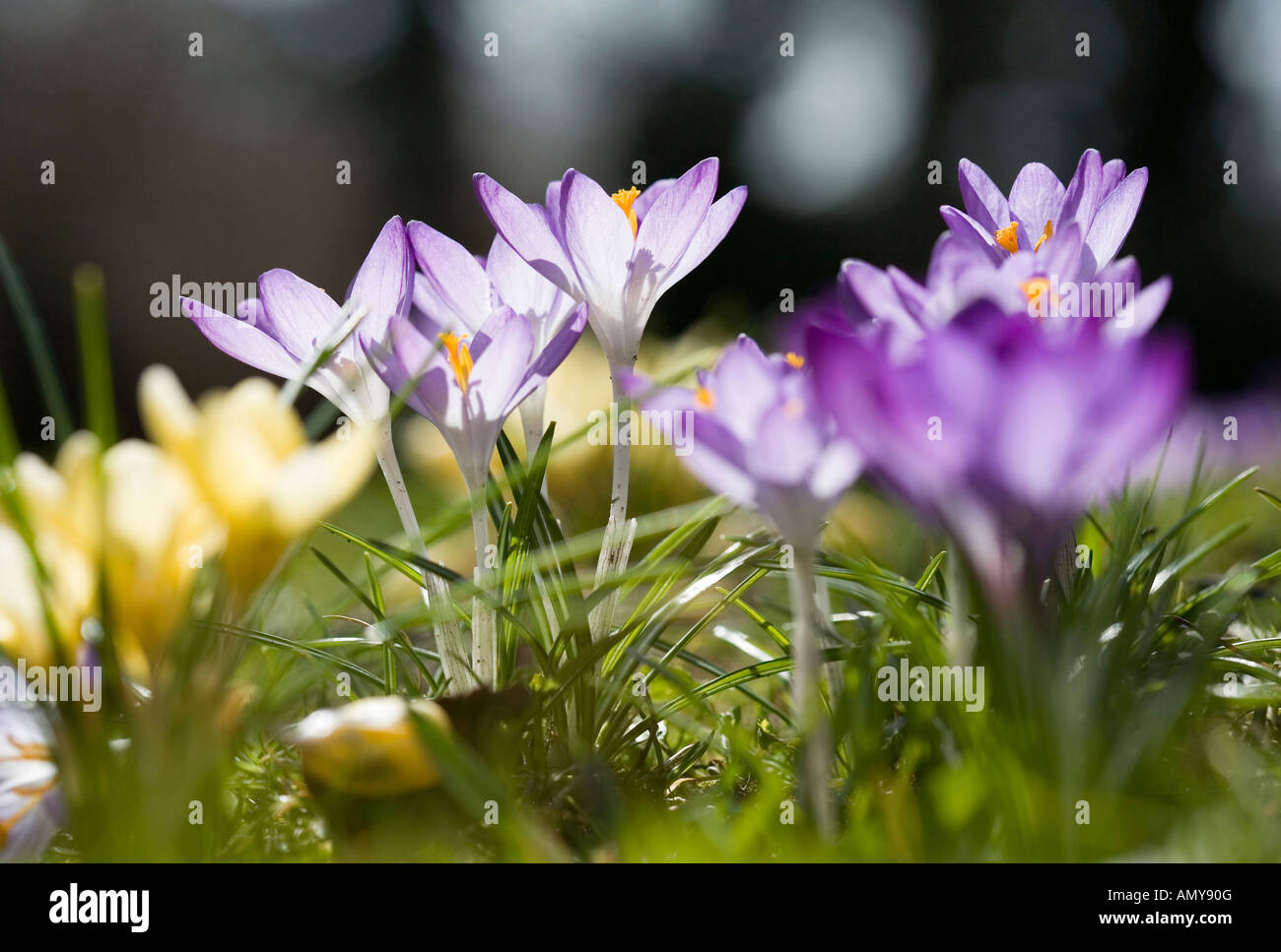 Lilac crocus blossoms on a meadow Stock Photo - Alamy
