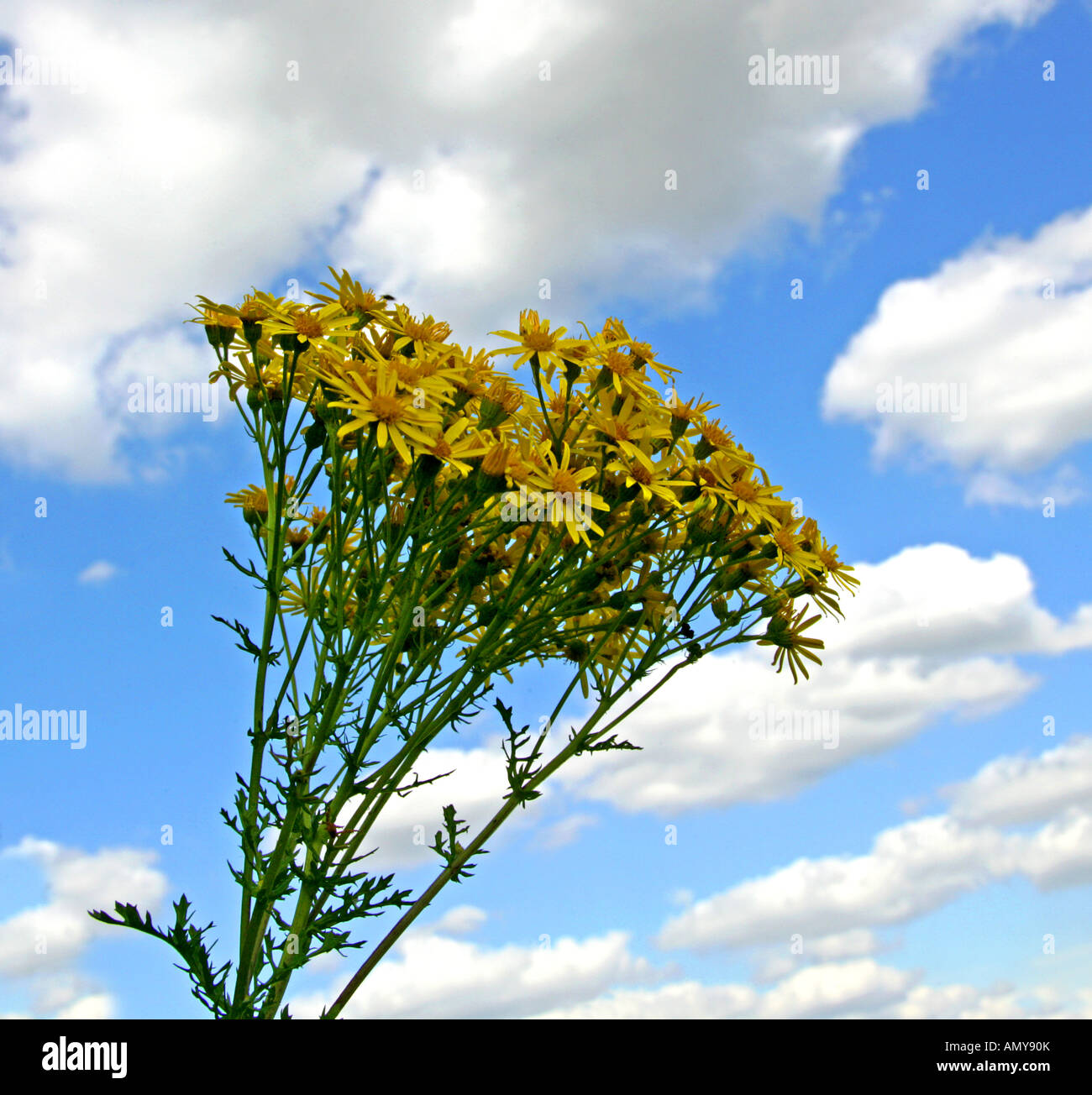 Senecio jacobaea flower hi-res stock photography and images - Alamy