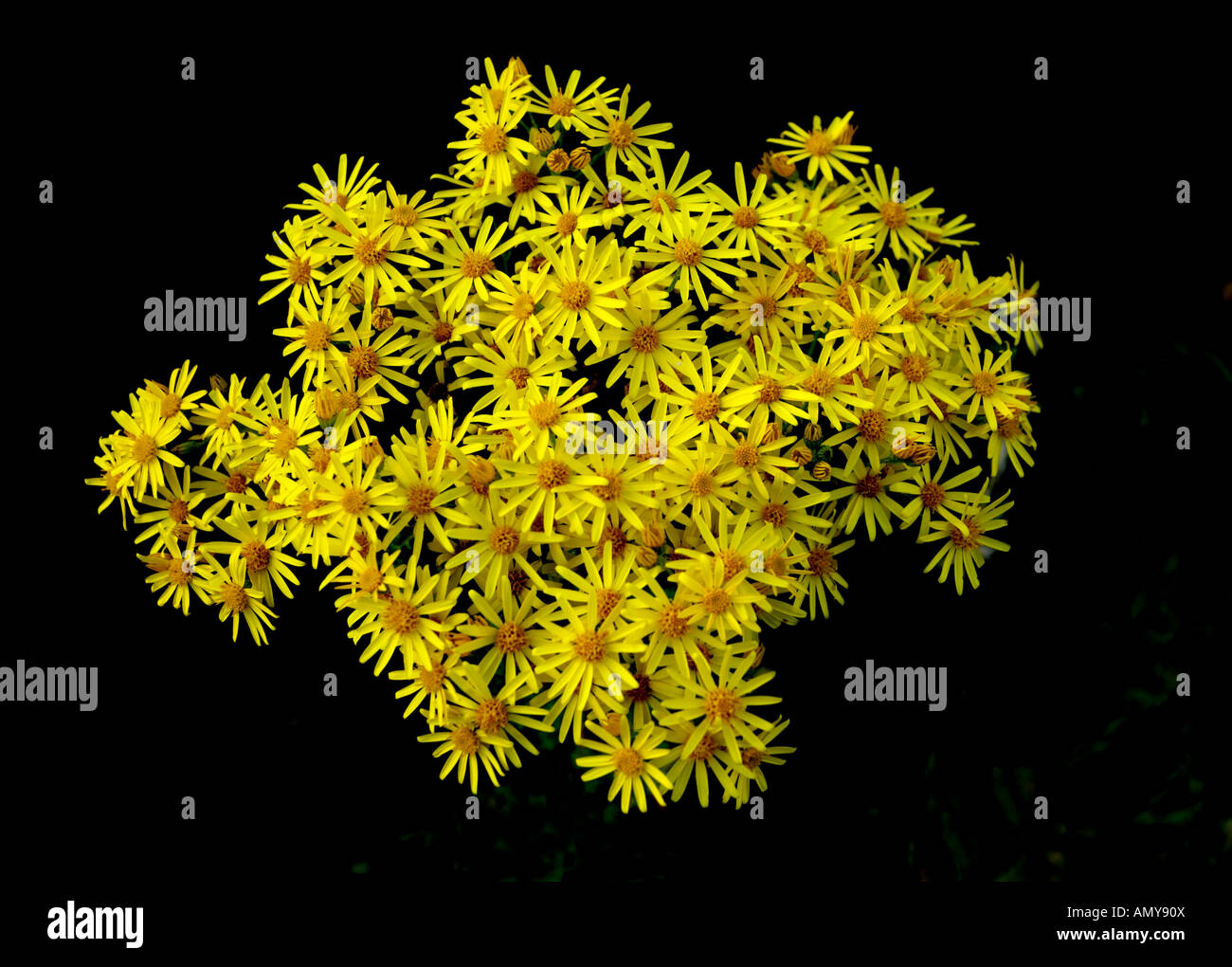 Ragwort, Senecio jacobaea, Asteraceae Stock Photo - Alamy