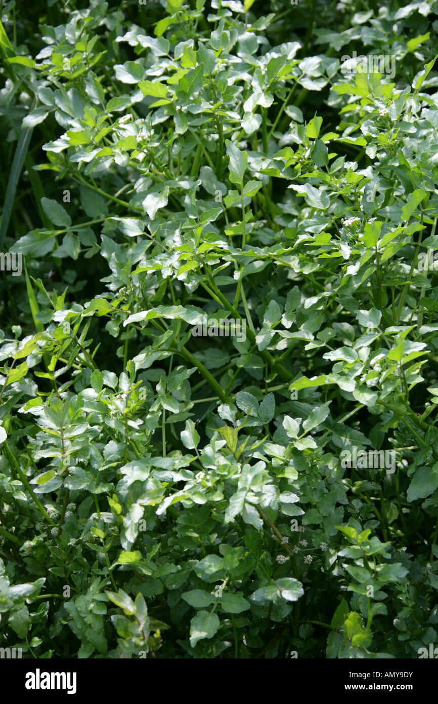 Wild Watercress Nasturtium officinale Stock Photo - Alamy