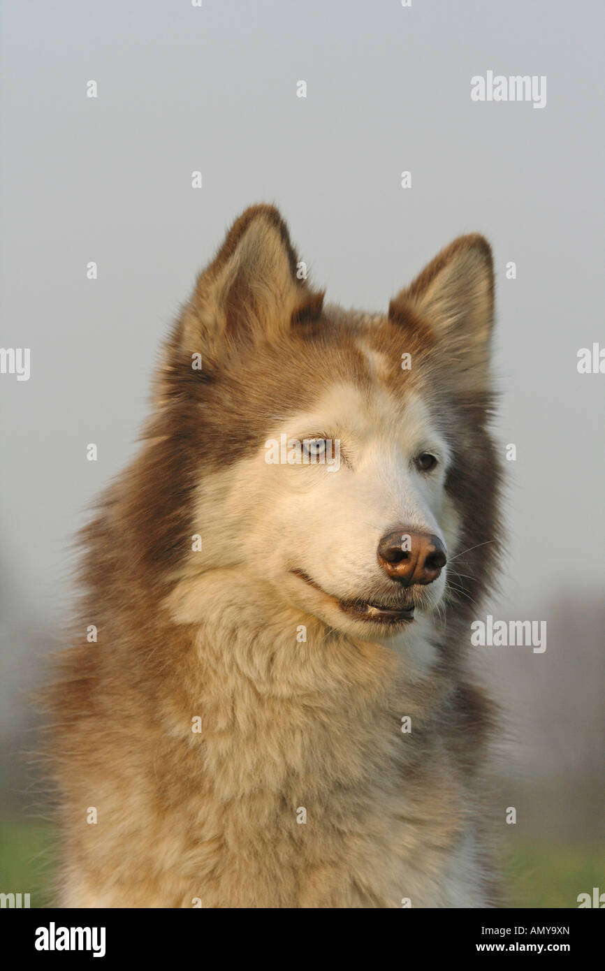 Siberian Husky - portrait Stock Photo - Alamy
