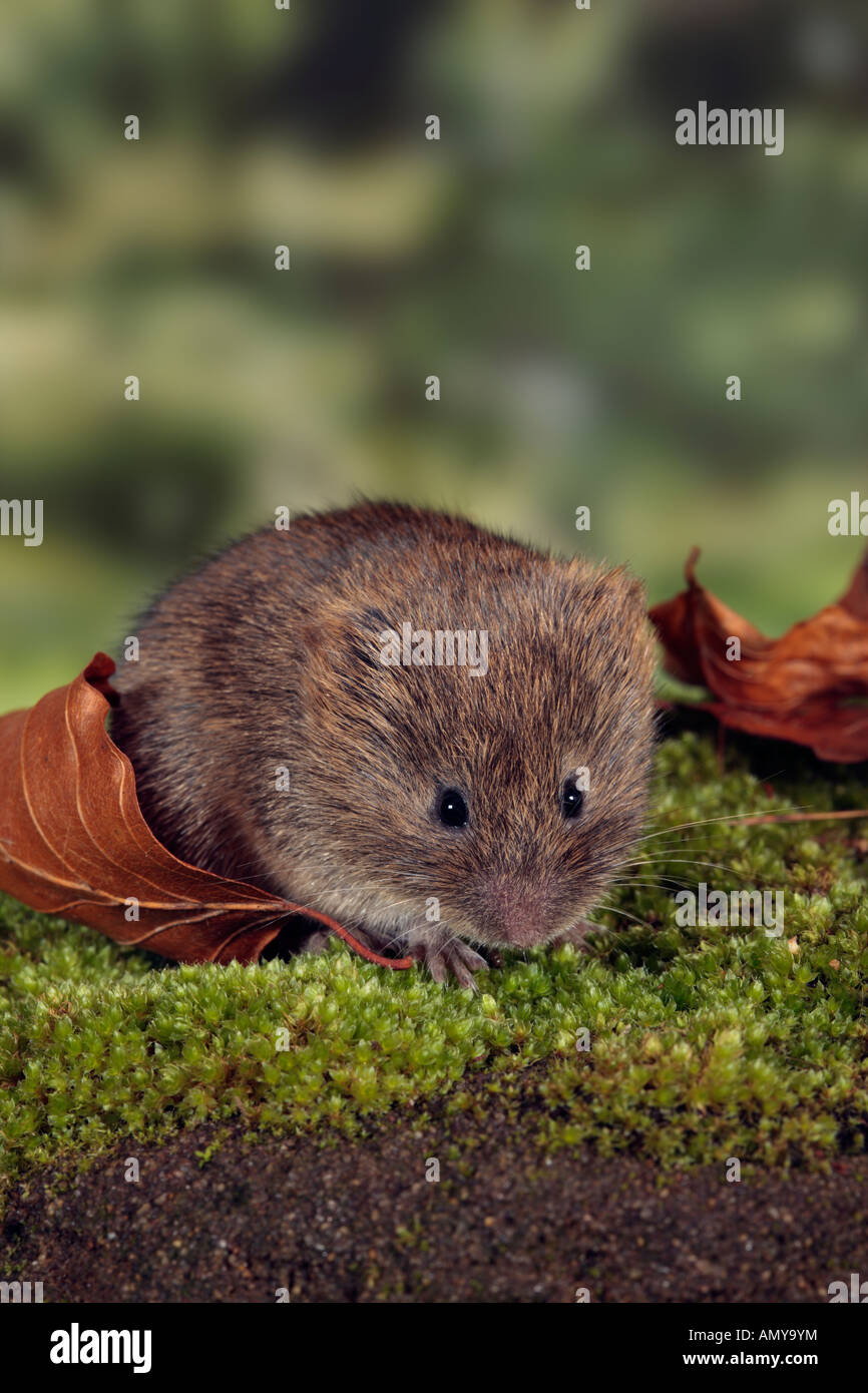 Short-tailed vole Microtus agrestis on moss covered stone Potton ...