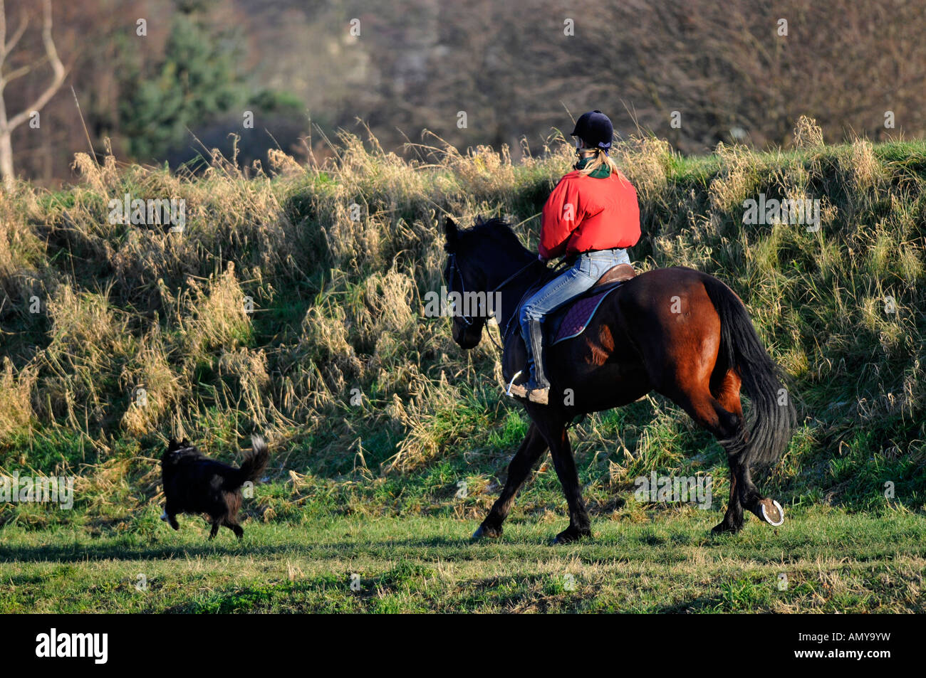 horse rider with dog Stock Photo - Alamy