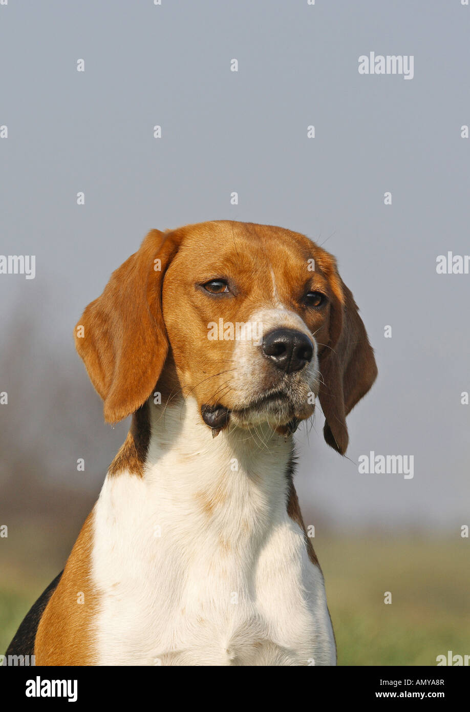 Beagle - portrait Stock Photo - Alamy