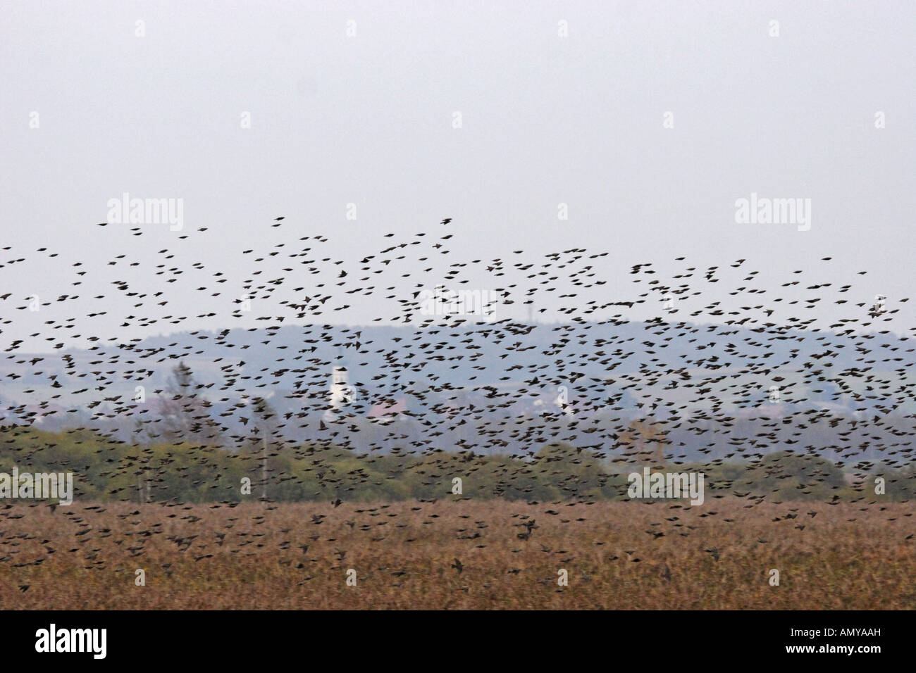 Star, Sturnus, vulgaris, stare, schwarm, schwärme, Vogelschwarm, swarm ...