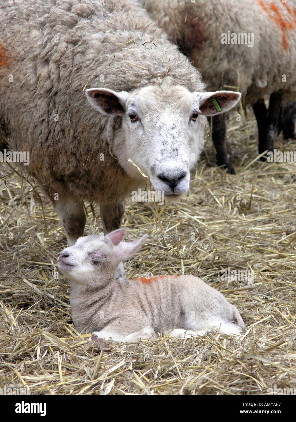 Sheep and lamb Stock Photo - Alamy