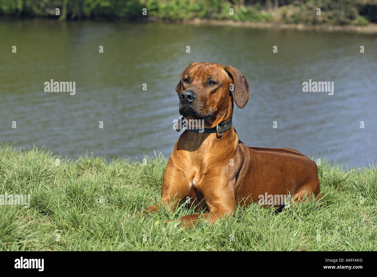 Rhodesian Ridgeback lying at the shore Stock Photo - Alamy