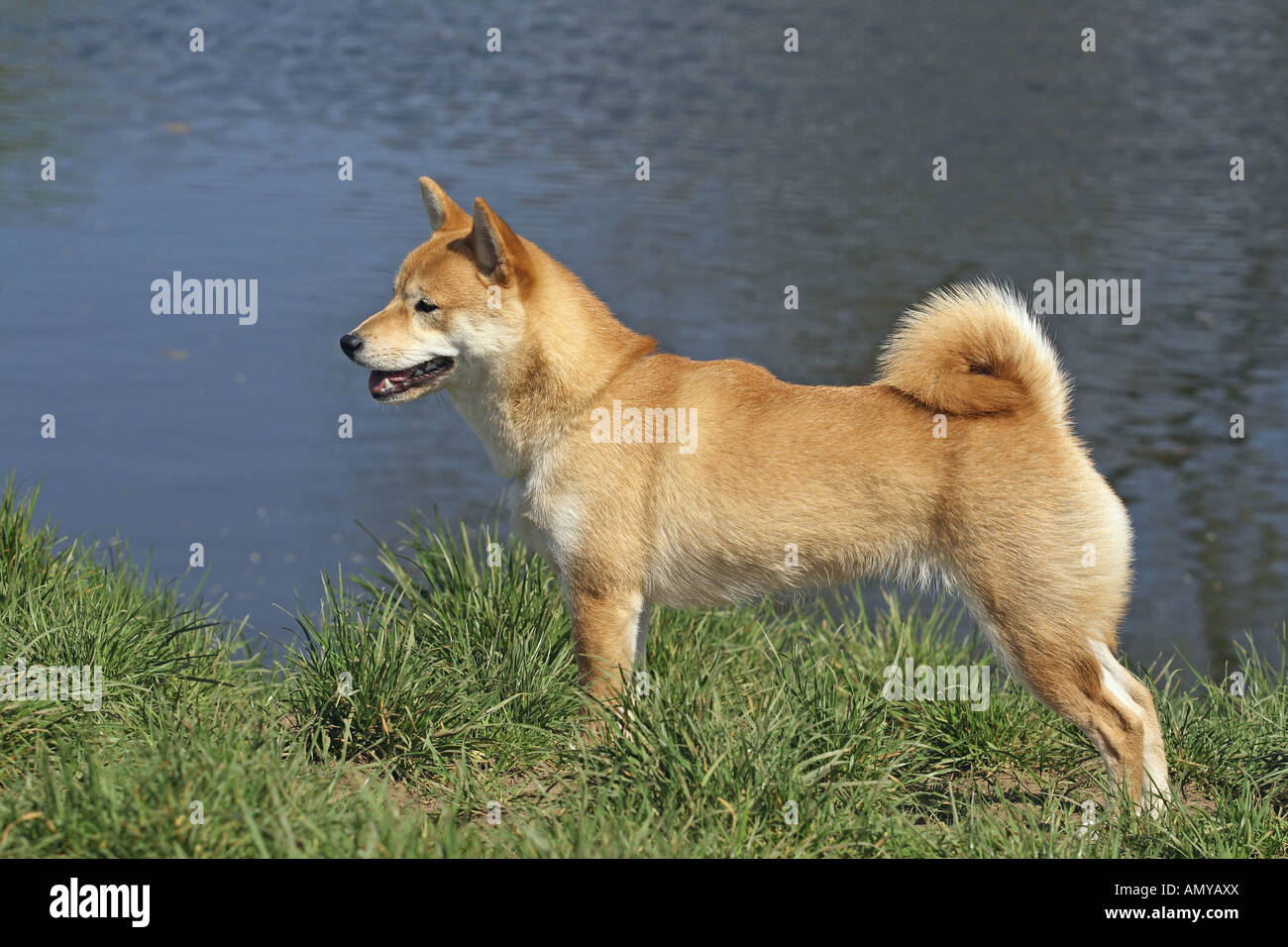 Shiba inu dog stands hi-res stock photography and images - Alamy