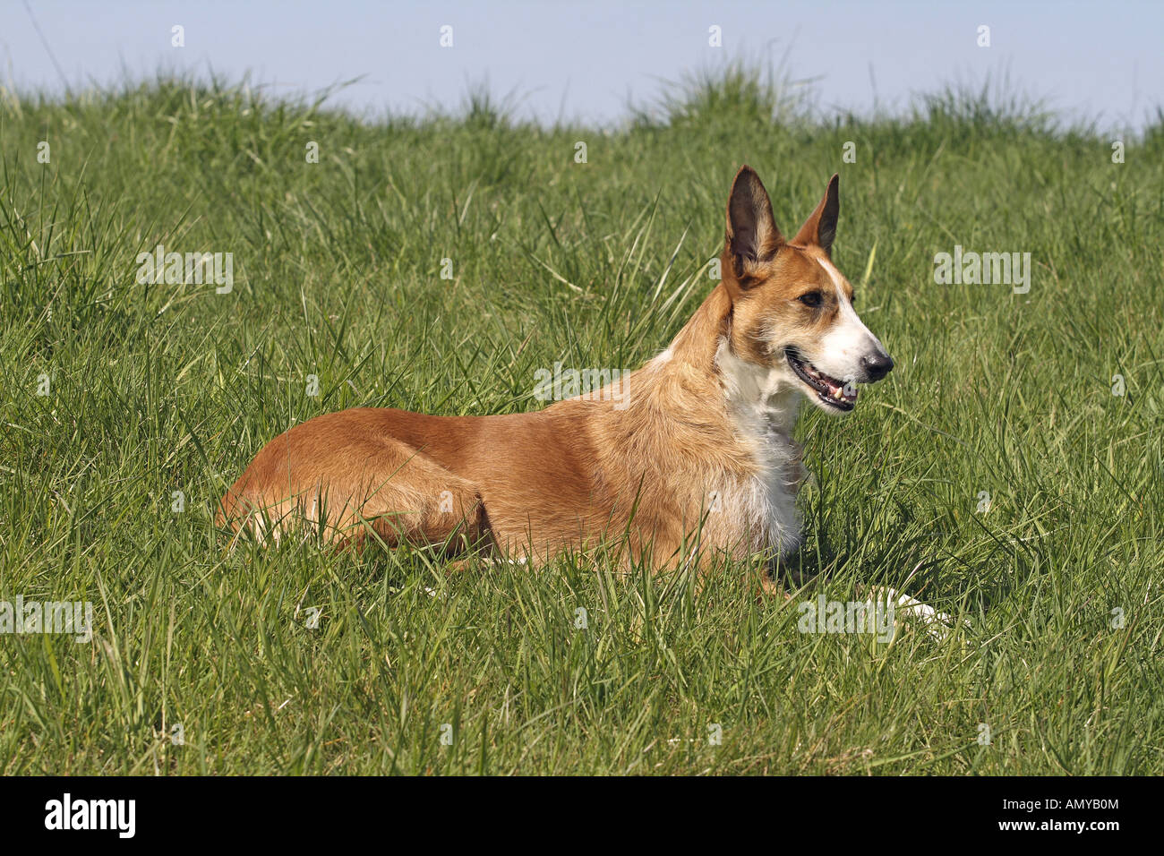 Podenco Ibicenco (wire-haired) - lying in the meadow Stock Photo - Alamy