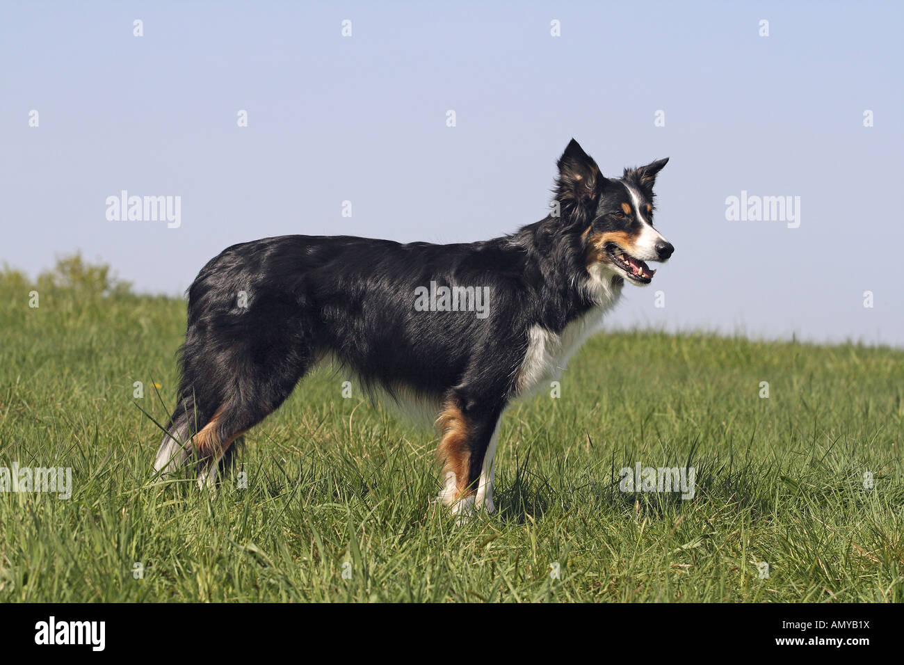 Border Collie - standing on meadow Stock Photo - Alamy