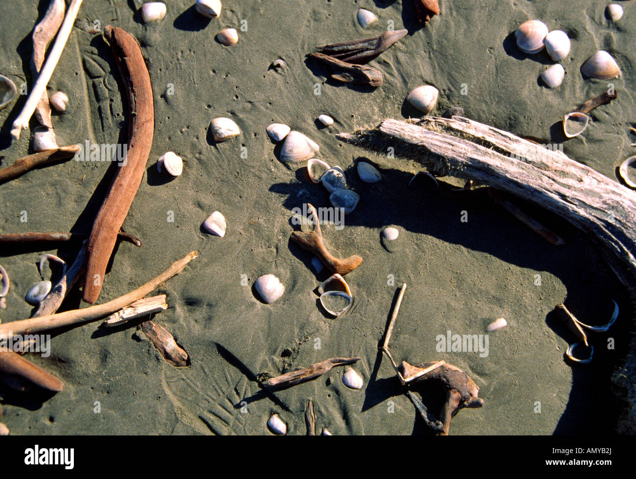 shells and branches on the beach, new zealand Stock Photo - Alamy