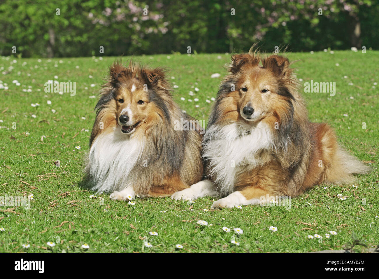 two Shelties lying on meadow Stock Photo - Alamy