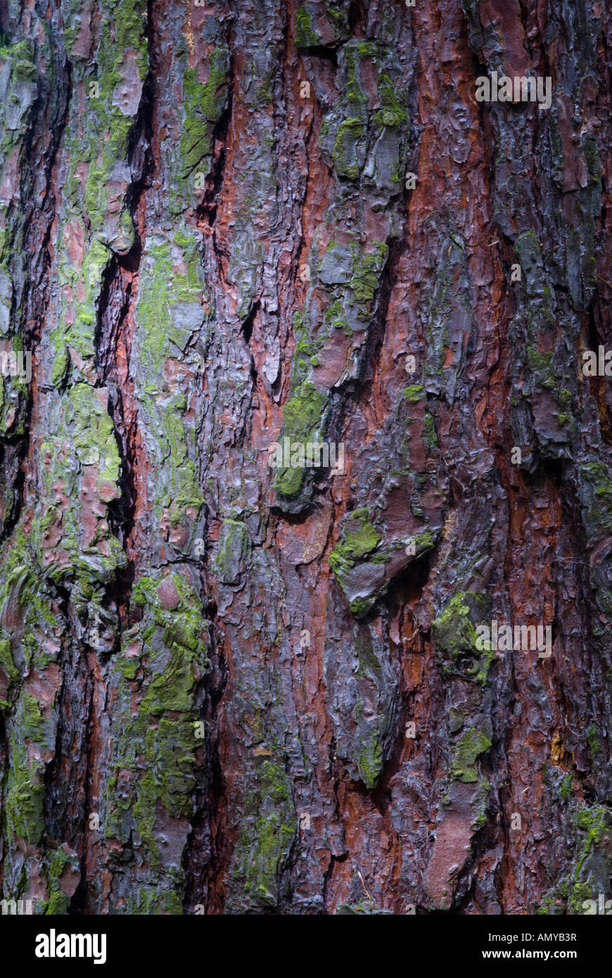 Pine tree bark Stock Photo - Alamy