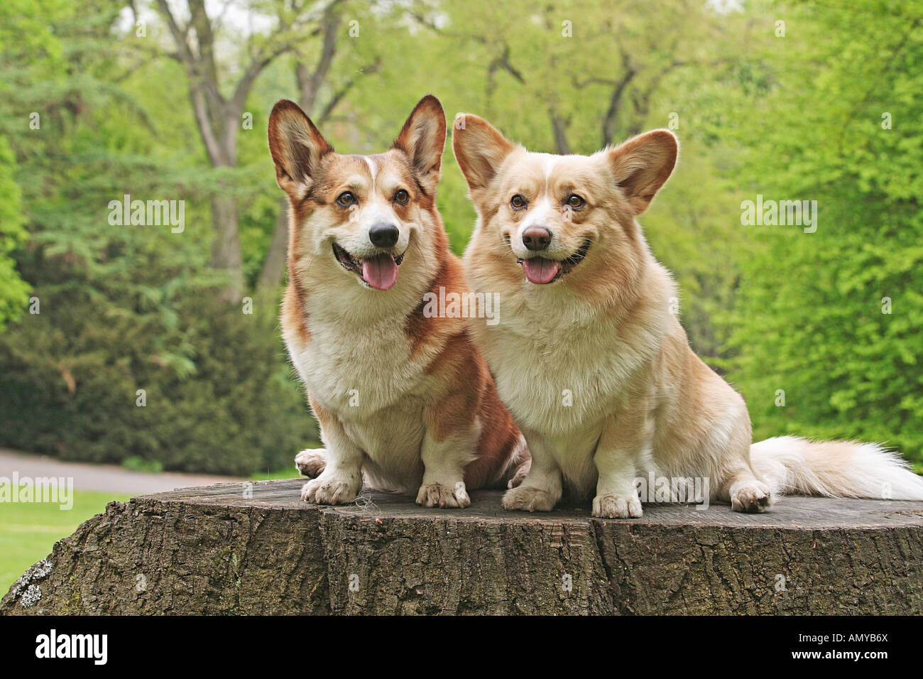 Corgis sitting hi-res stock photography and images - Alamy