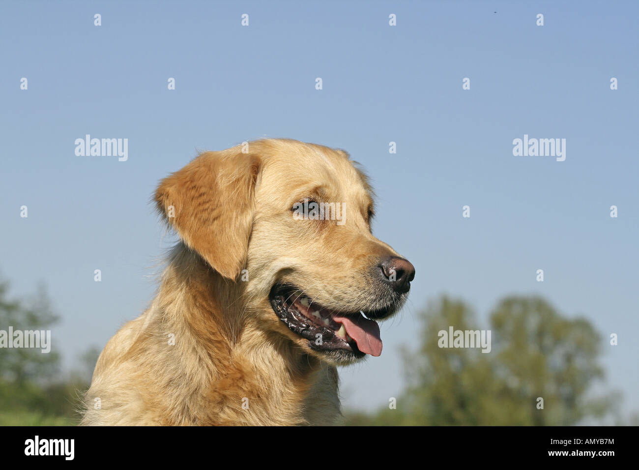 Golden Retriever - portrait Stock Photo - Alamy