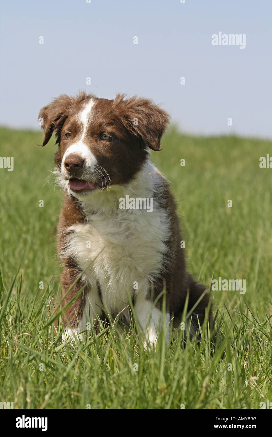 Border Collie - puppy sitting in the meadow Stock Photo - Alamy