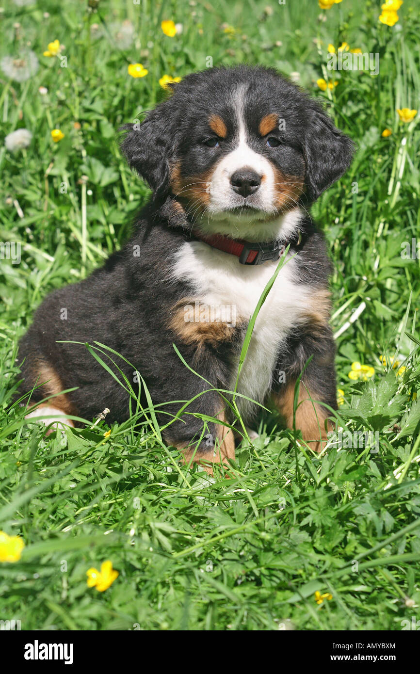 Bernese Mountain dog - puppy sitting in the meadow Stock Photo - Alamy