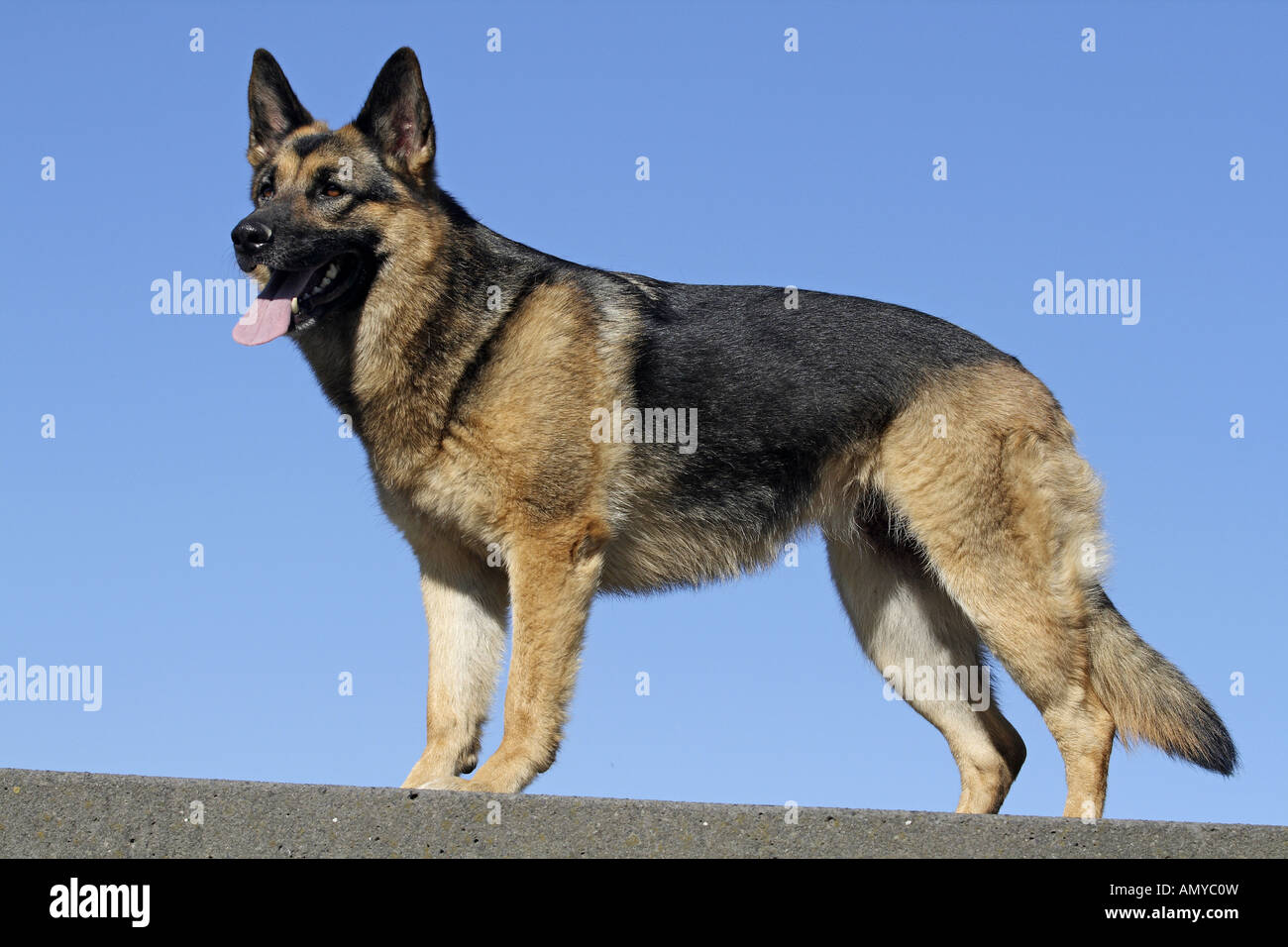 German Shepherd dog - standing Stock Photo - Alamy