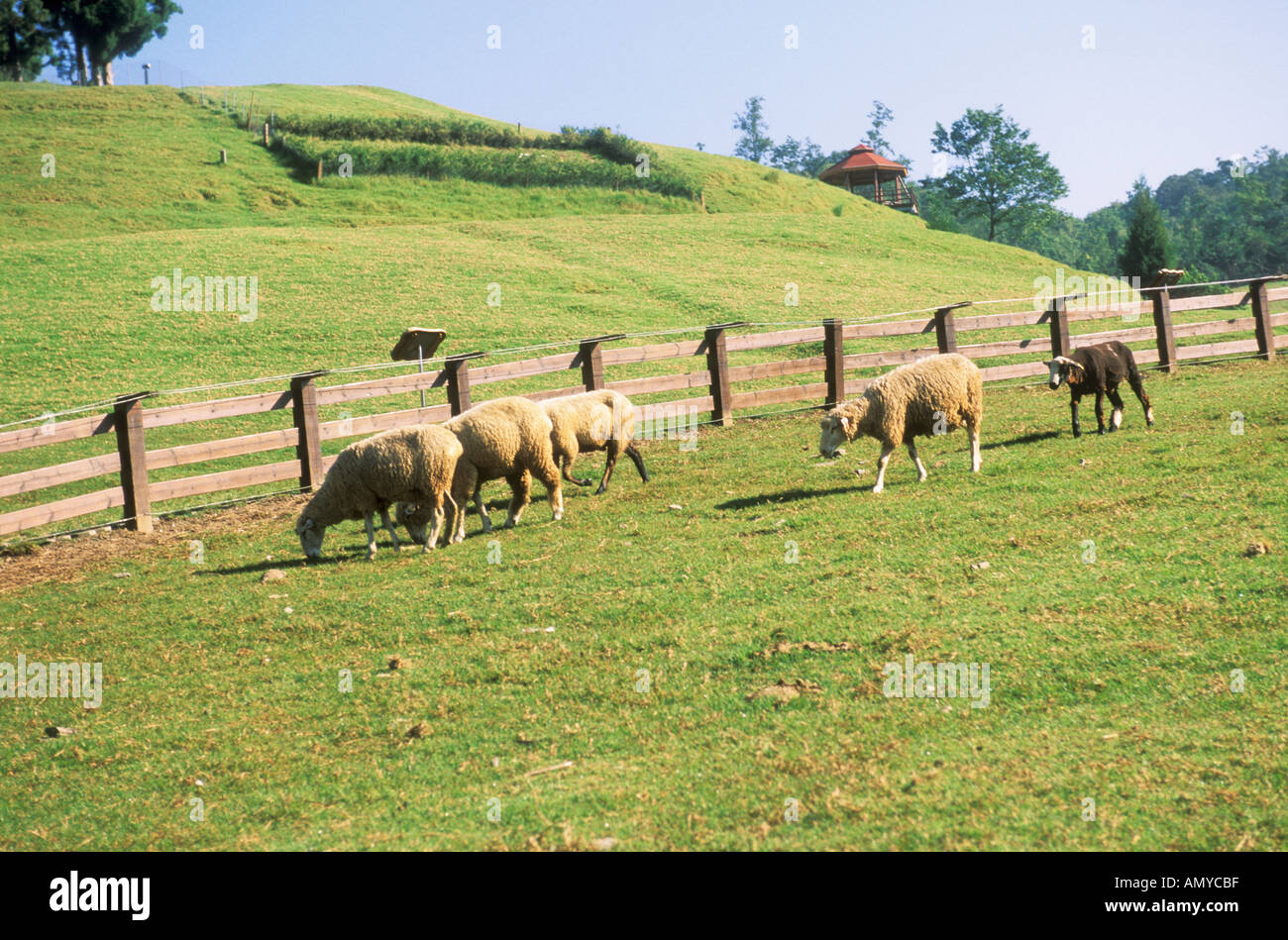 Sheep And Calf Cingjing Farm Republic of China Taiwan Stock Photo - Alamy