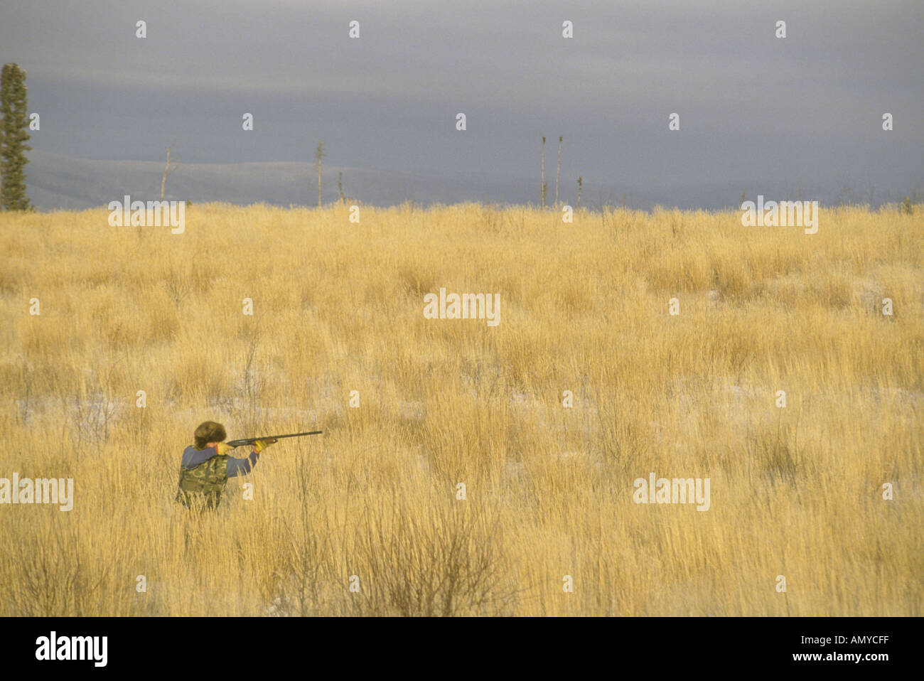 Alaskan state bird hi-res stock photography and images - Alamy