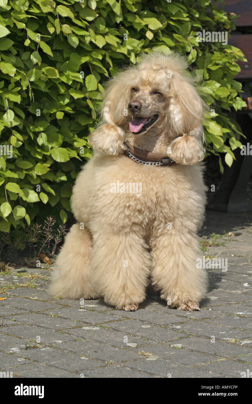 middle - or mini poodle - sitting Stock Photo - Alamy