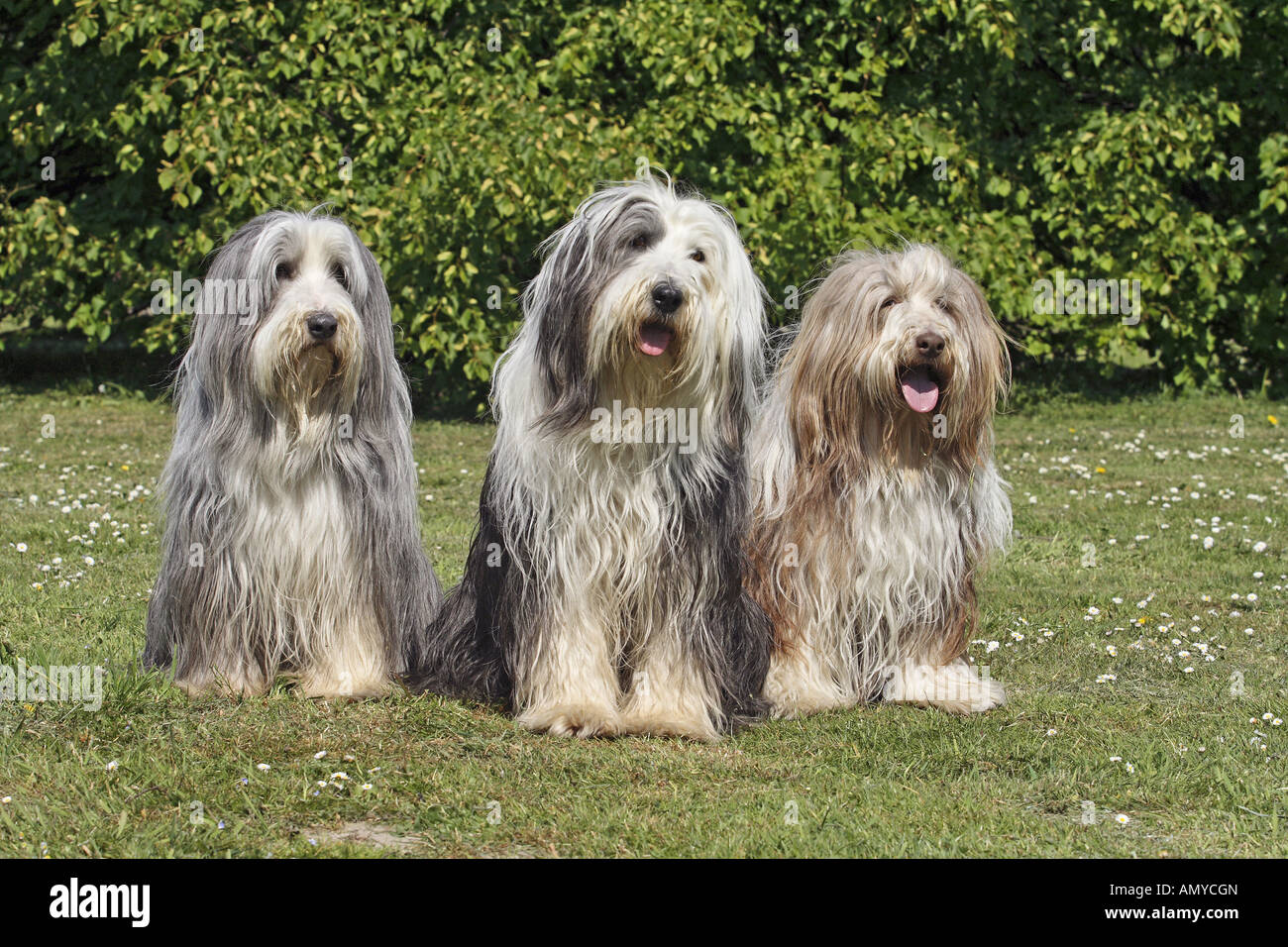 three Bearded Collies - sitting on meadow Stock Photo - Alamy