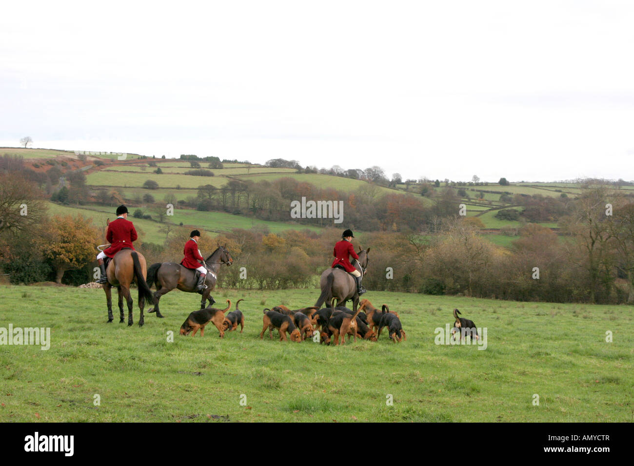 Bloodhounds hunting hi-res stock photography and images - Alamy