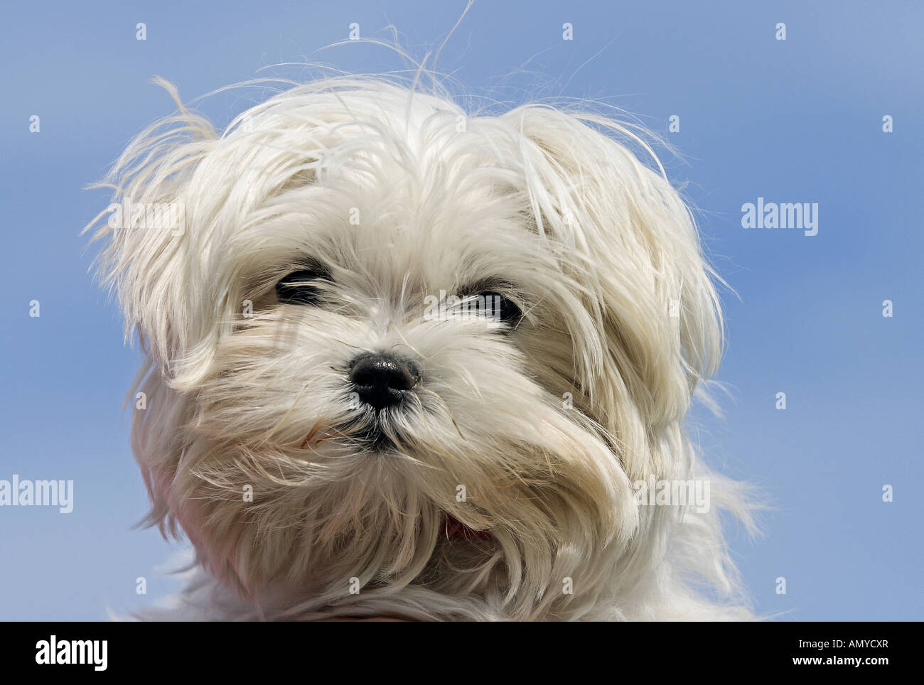 Maltese dog - puppy - portrait Stock Photo - Alamy