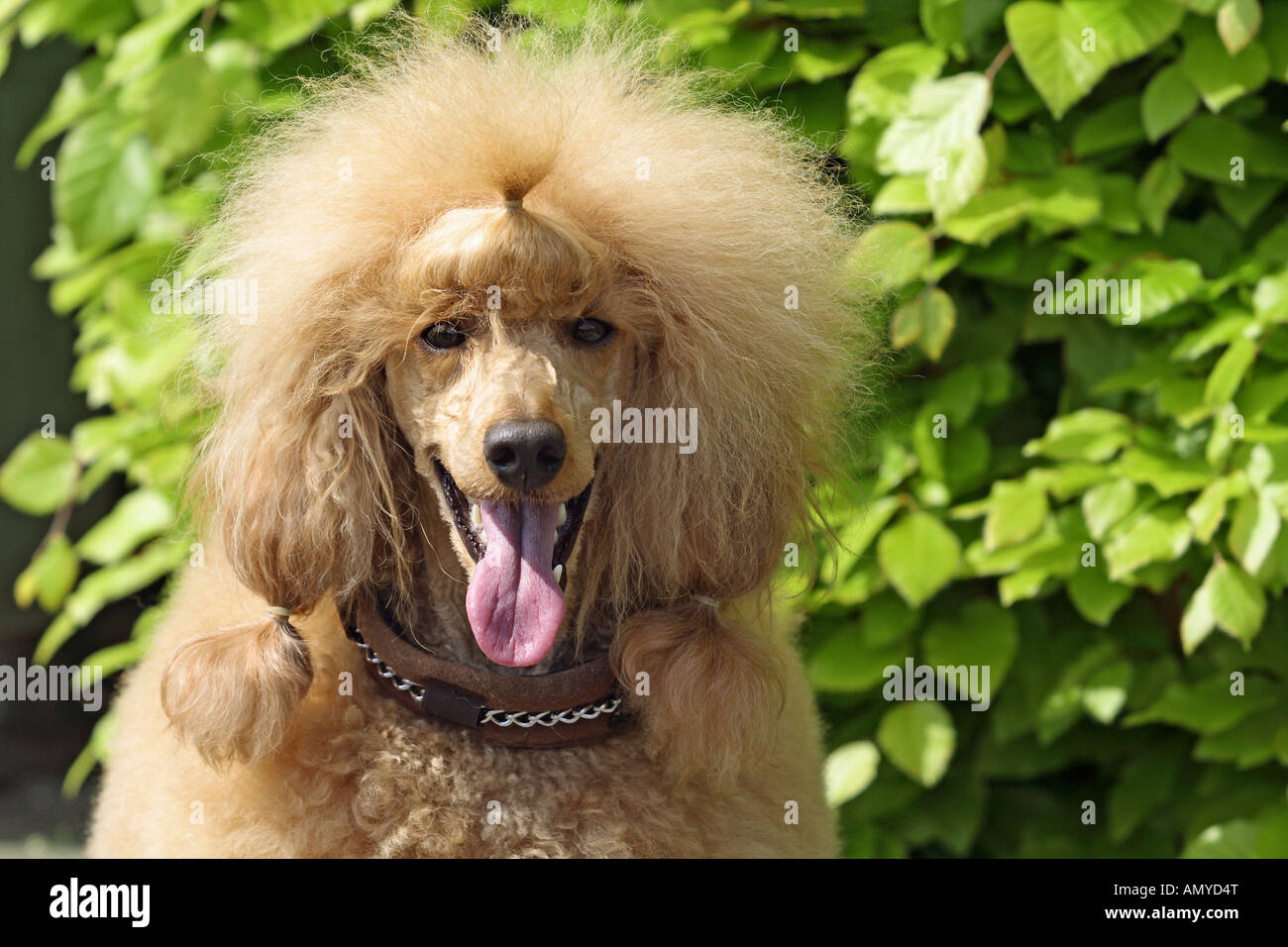 middle - or mini poodle - portrait Stock Photo - Alamy