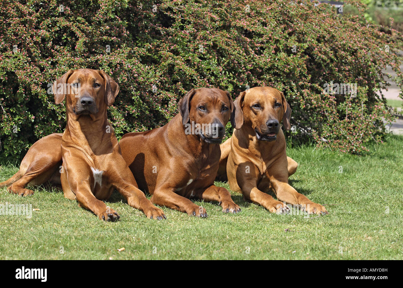 three Rhodesian Ridgeback - lying on meadow Stock Photo - Alamy