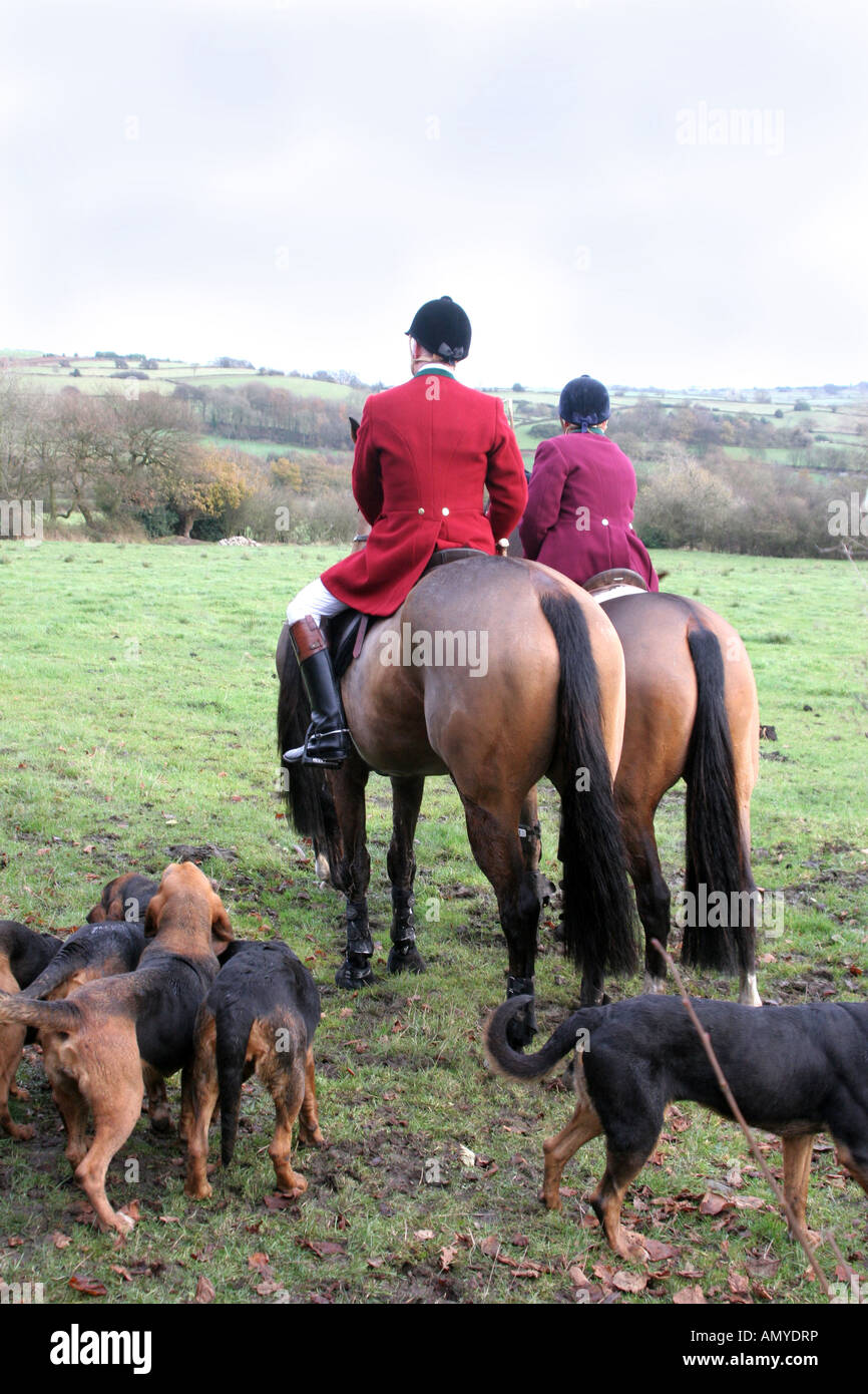 Hunting with bloodhounds Stock Photo - Alamy