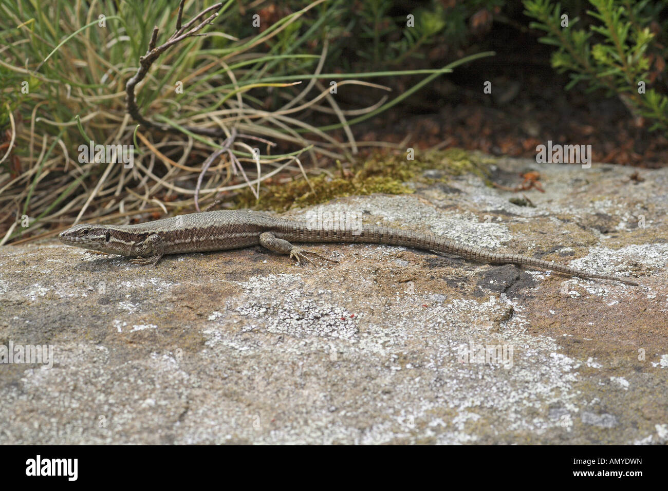 Common wall lizard on rock / Podarcis muralis Stock Photo - Alamy