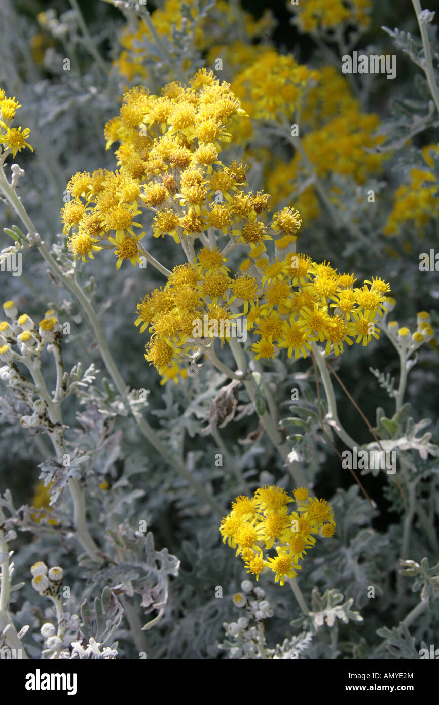 Senecio Candicans High Resolution Stock Photography and Images - Alamy