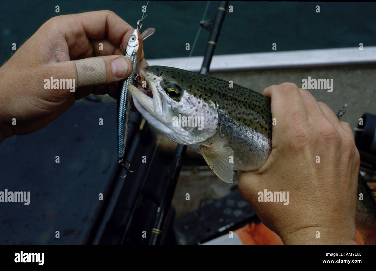 Person catching trout hi-res stock photography and images - Alamy