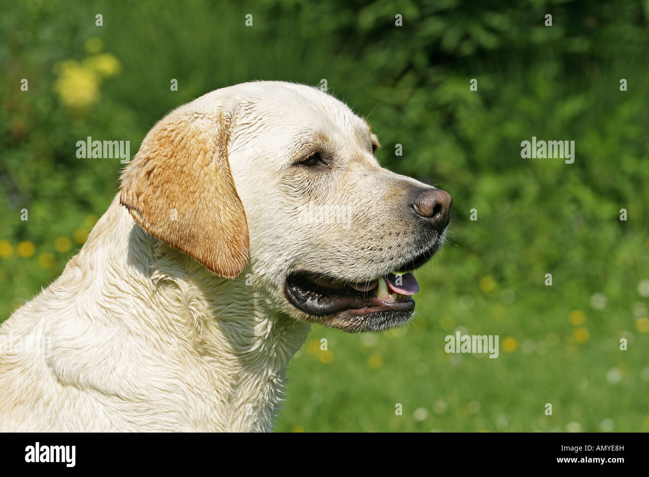 Labrador Retriever - portrait Stock Photo - Alamy