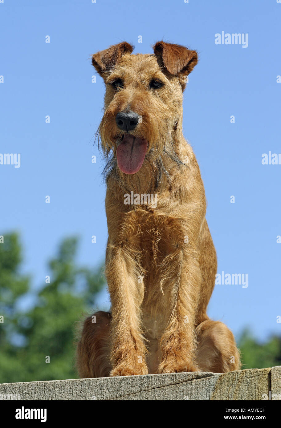 Irish Terrier - sitting Stock Photo - Alamy